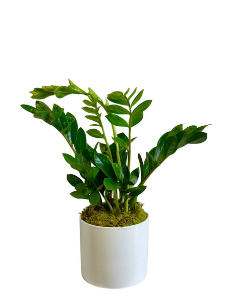 Small Zizi Plant in White Ceramic Container – the cutting garden