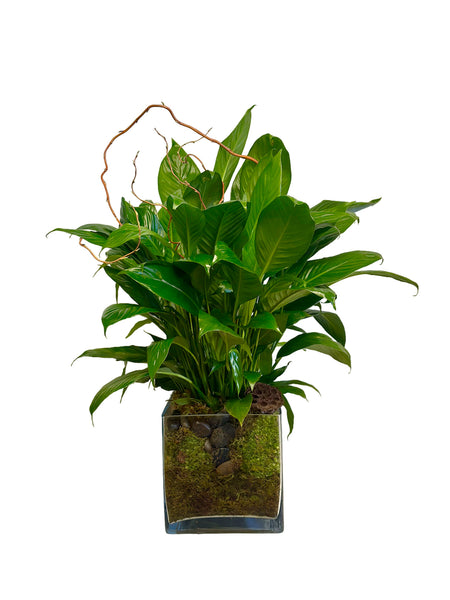 Small Peace Lily in Glass Cube – the cutting garden